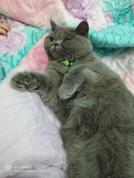 Вязка.Кот с опытом