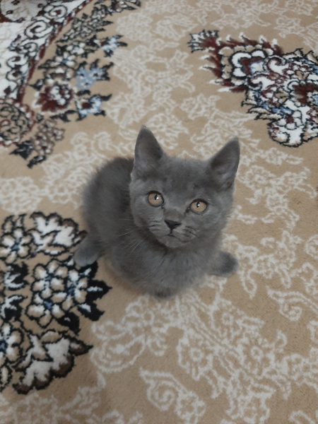 Британский котёнок