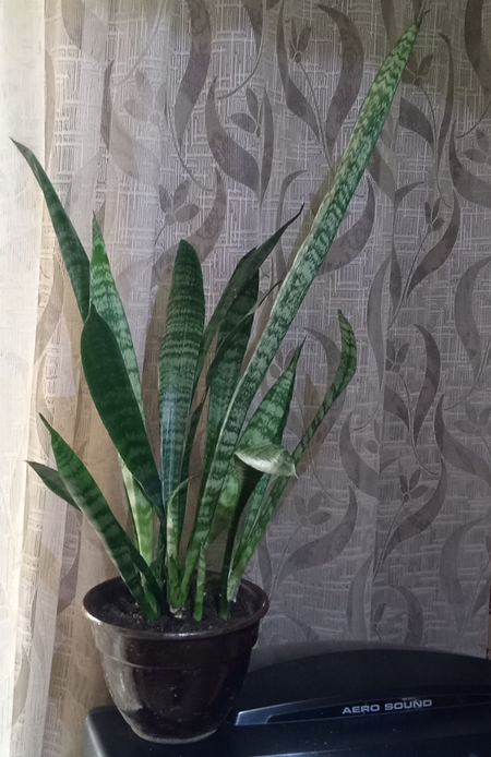 Продам. Сансивьерия. Два вида.