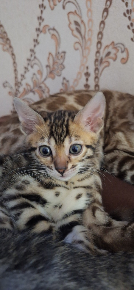 Бенгальские чистокровные котята