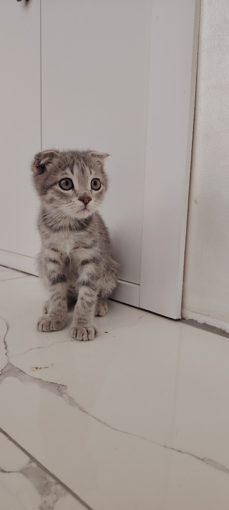 Котенок скоттиш фолд девочка 3 месяца