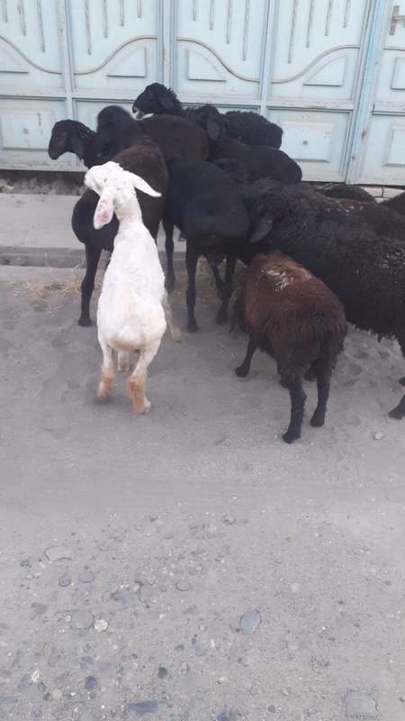 Qo'y qo'chqorlar bor