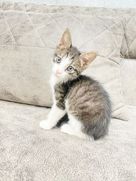 Кошка котенок