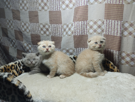 Scottish fold va straytla sotiladi