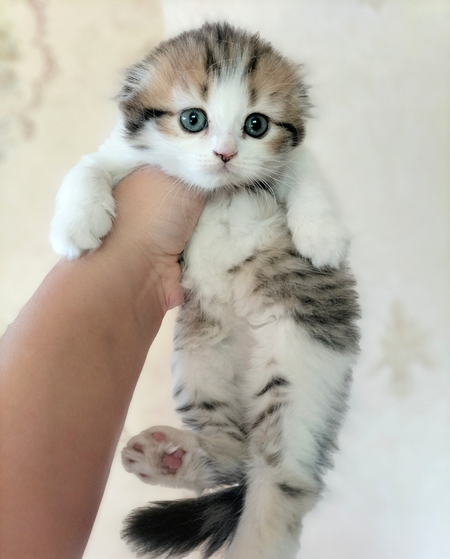 Скотиш-фолд. Девочки ждут вас