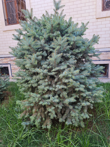 Продаются ели высота 1.60