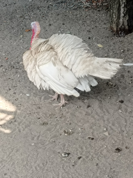 Kurkalar sotiladi