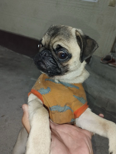 Mops kuchuk