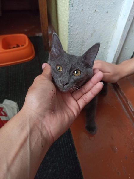 Котёнок продаётся