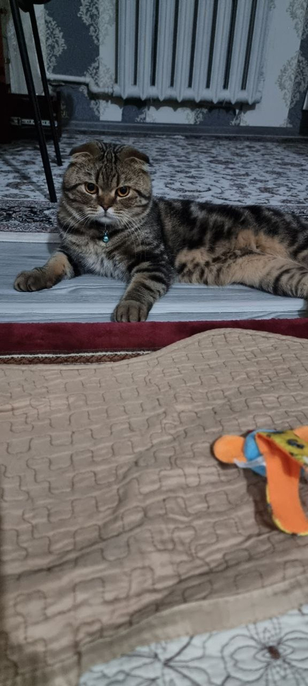 Кот на Вяску! Скотиш фолд шиншила