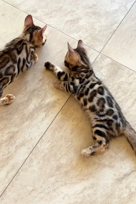 Бенгальские котята