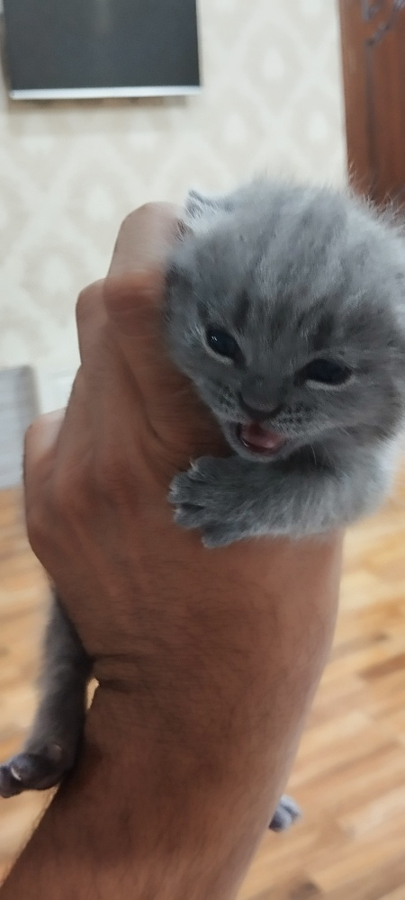 Продается котенок