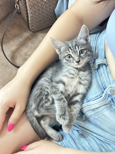Маленький котёнок, подкидыш, ищет добрые и отвественные руки!!!
