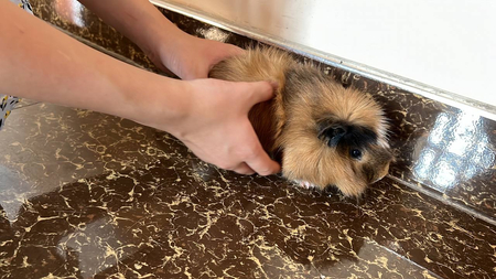 Морская свинка королевская
