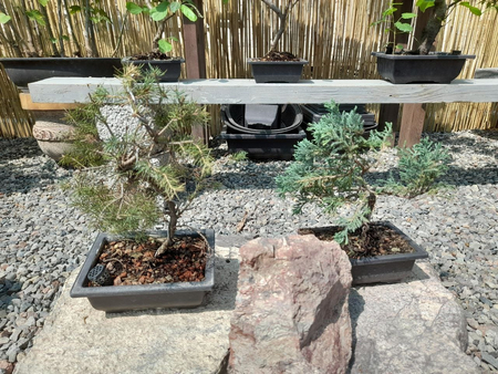 Bonsai Бонсай в Ташкенте от 100 000 сум!