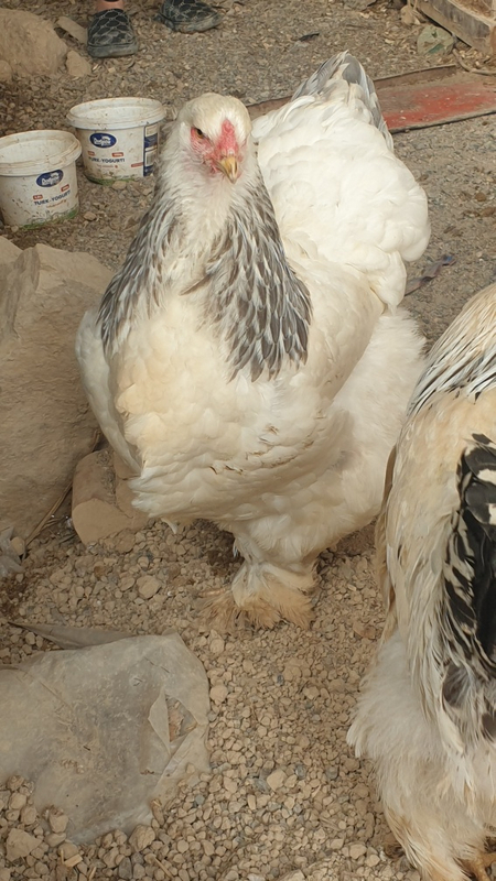 Brama tuxumlari bor