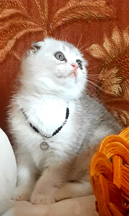 Скоттиш фолд мальчик