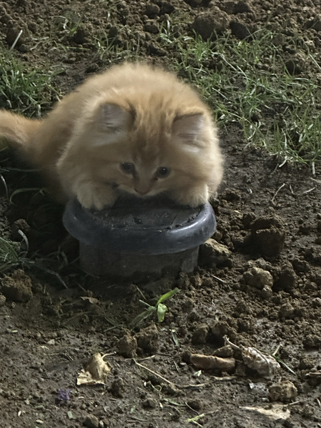 Продаются котята мама перс, папа полуперс. Котятам 1 месяц,