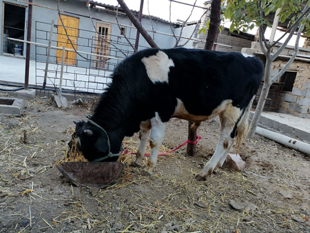 Buqa sotiladi 1.5 yosh