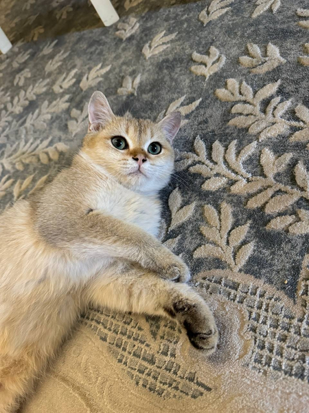 Продается котик Шиншила