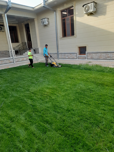 Gazon mekorem Gazon ekamiz 5 xil urug' bor
