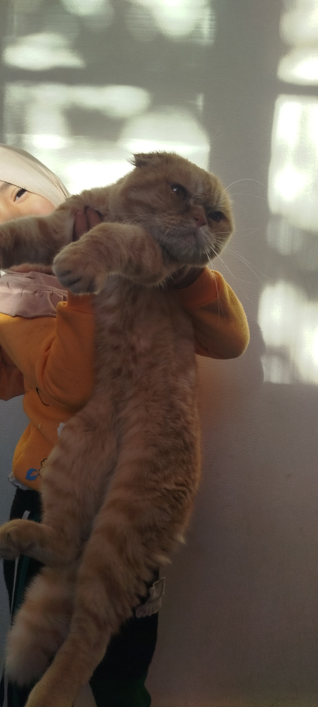 Скотш фолд малчик