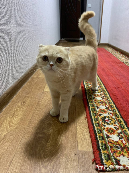 Шотландский Скотиш страйт кушает корм хорошие руки