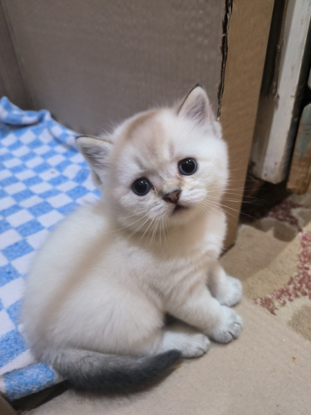Шикарные котята шиншилы чистокровные