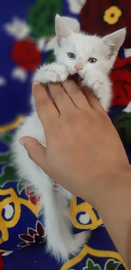 Отдам даром котёнка