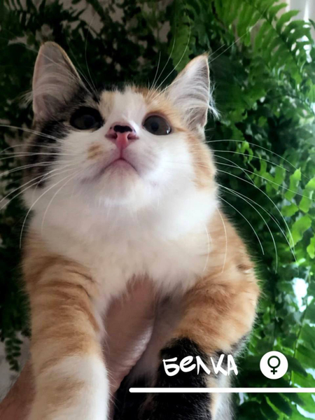 Котята три месяца срочно
