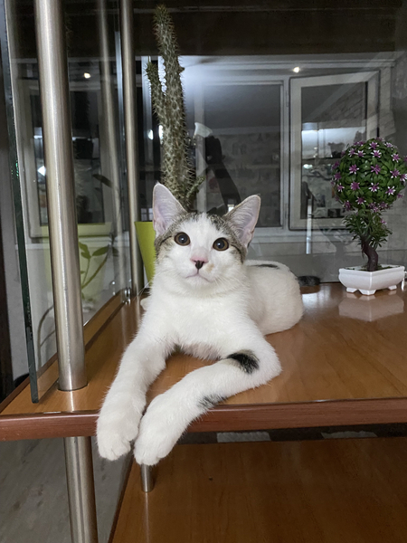 Котик Лайки 5 месяцев