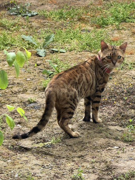 Bengal mushuk sotiladi