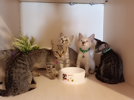 Скоттиш Страйт котята