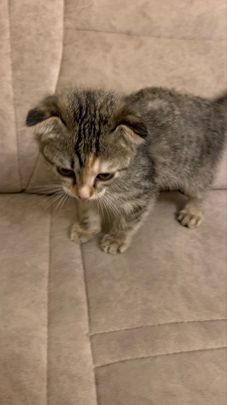 Котёнок 1,5 месяц