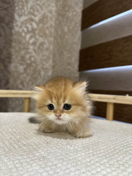 Британский котята золотый шиншилый