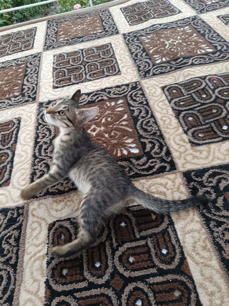 Отдам в хорошие руки