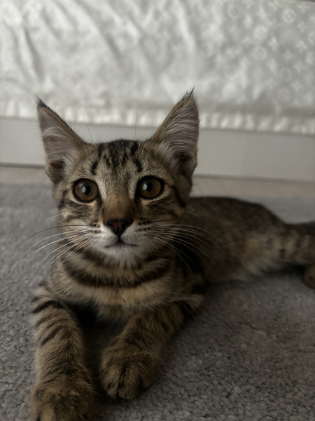 Продается 2 котята
