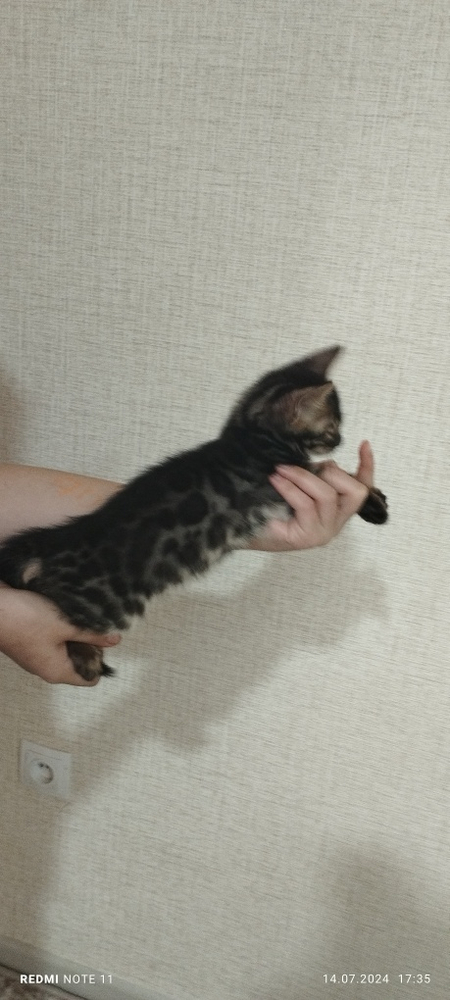 Бенгальский котёнок в подарок переноска когти точка лежанка