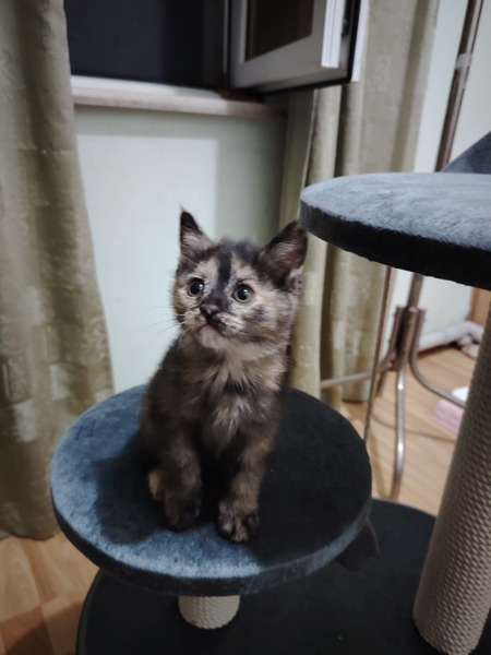 Котенок в добрые руки
