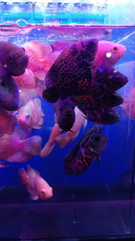 Рыбки baliqlar tg aquamania !!!