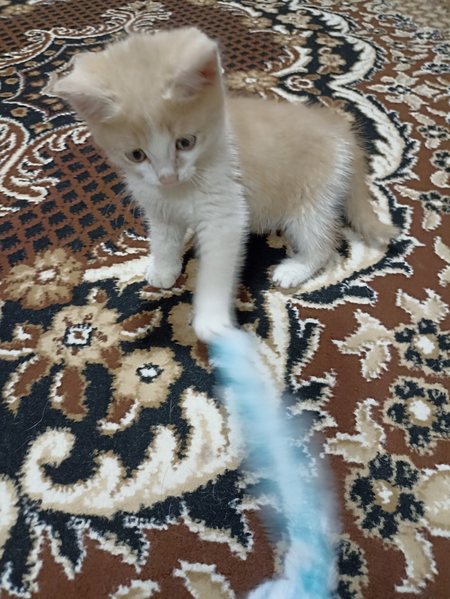 Котята 1.5 месячные домашние  в хорошие н