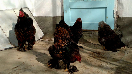 Chorniy zolota tuxum va jujalariga zakas olamiz