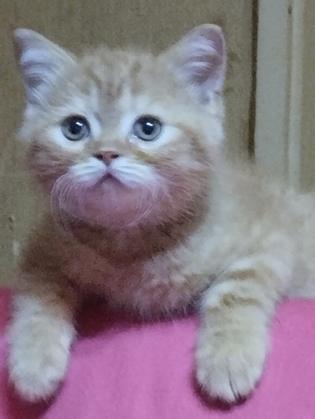 Продам шотландских котят