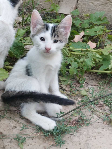 Котята в хорошие руки