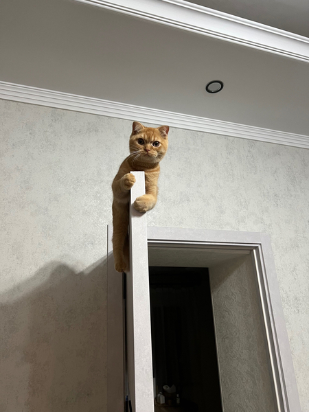 Отдам кота бесплатно в хорошие добрые руки