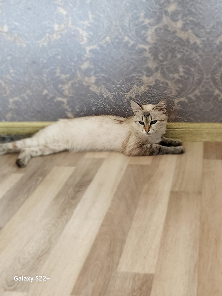 Отдам кошку в хорошие руки
