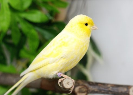 Kanareka sotiladi