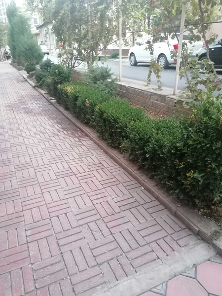Шамшод кочатлари