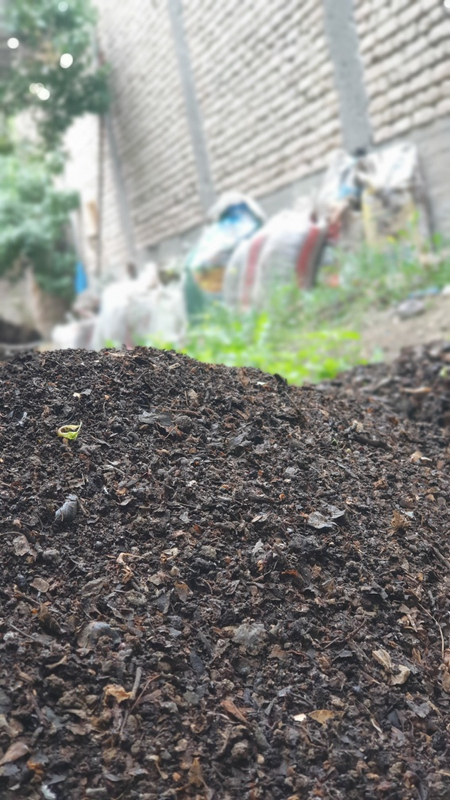 Biogumus berib yuboriladi 1 marta elangan