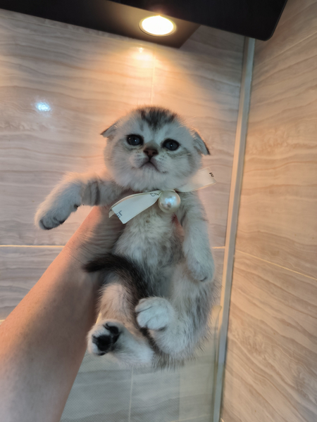 Котята от правильной вязки